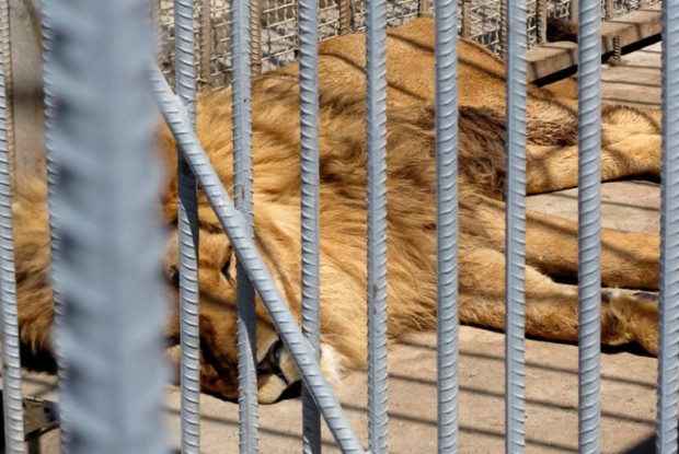 Erməni məmurların şəxsi heyvanxanaları: pələng, şir, qonur ayı - FOTOLAR